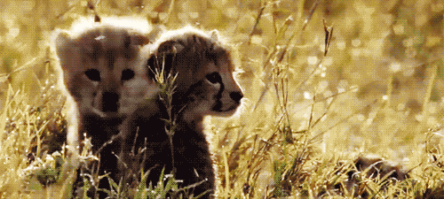 Pra ver em Animais: animals gifs
