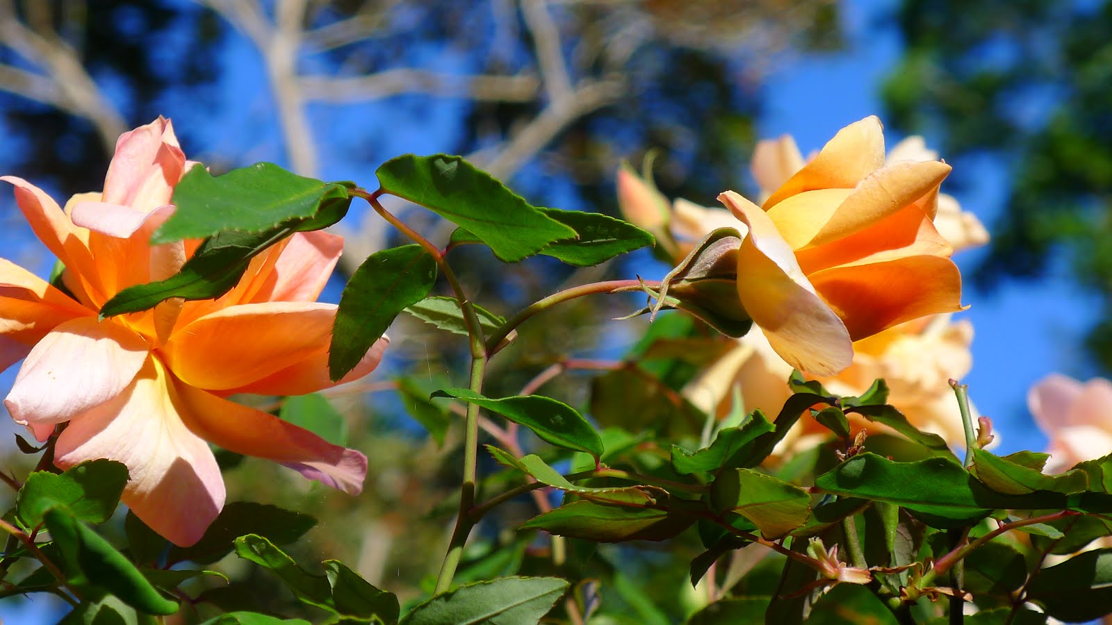 Lavender and Vanilla; Friends of the Gardens: The merry month of August ...