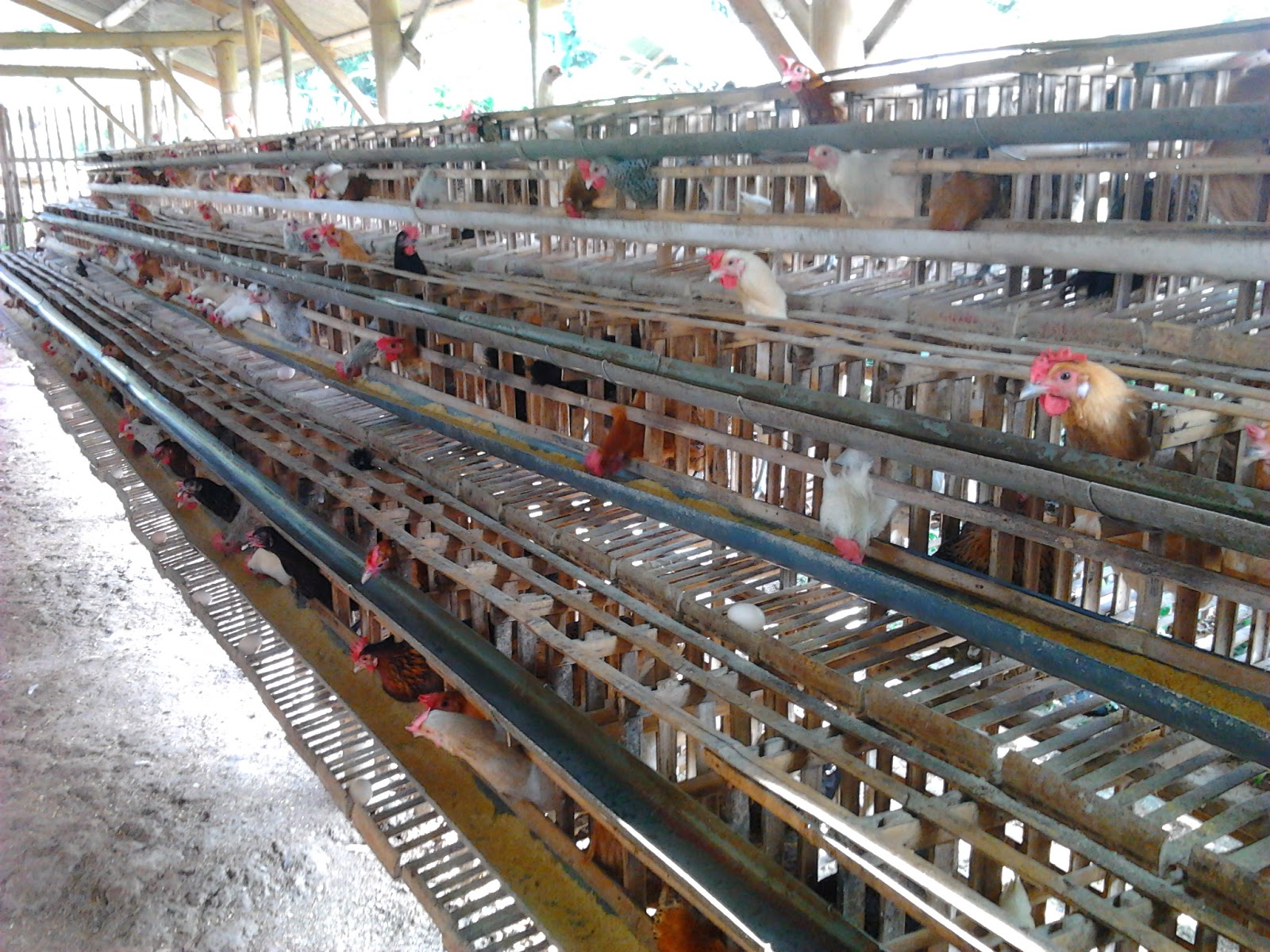 Jenis dan Nama Ayam Petelur - Ternak Ayam Petelur