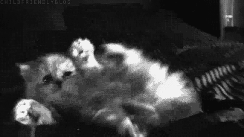 Here's 24 Cute Funny Excited Cats Having Fun and Going Crazy - Purrfect ...