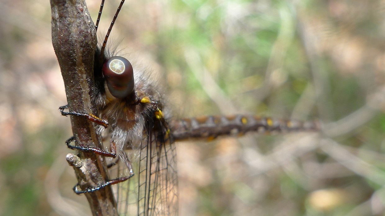 Real Monstrosities: Owlfly