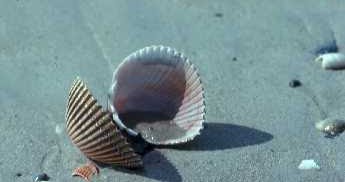 La Clase Bivalvia: Clasificación de los Bivalvos