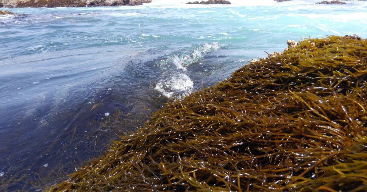 ZAKKO BLOG: HIJIKI - sargassum fusiforme-