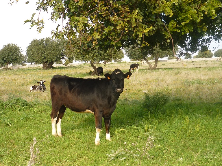 Animals Free On The Fields - Living in Sicily