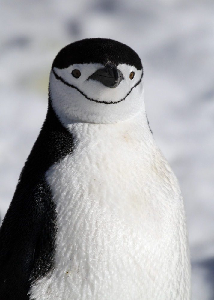 Travels with birds: Elephant Island