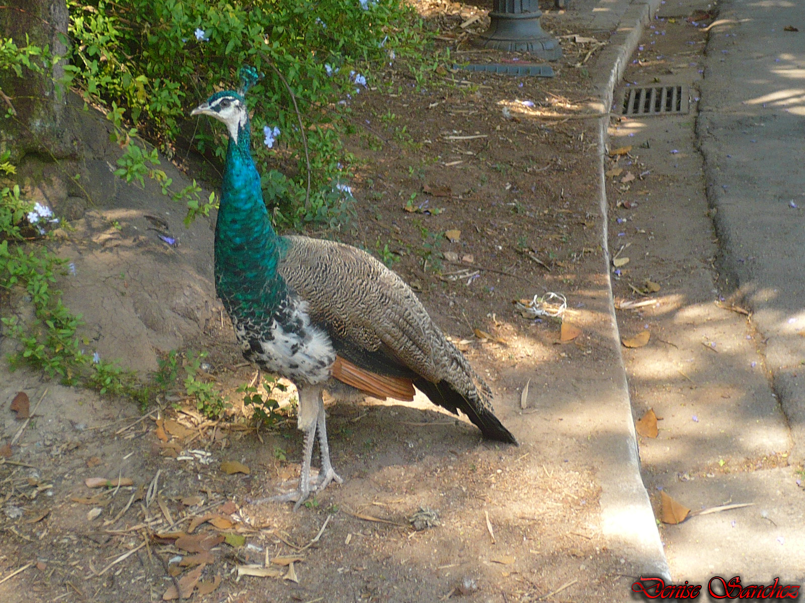Denise Sanchez: Pavão fêmea