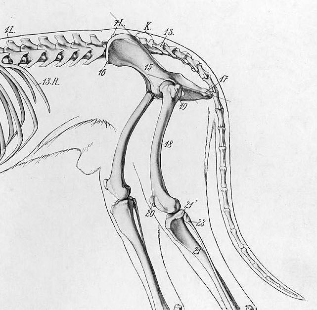 The Dog's Blog: August 2012