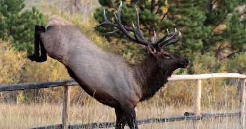 Christine Haese: Elk Proof Fence for Gardens