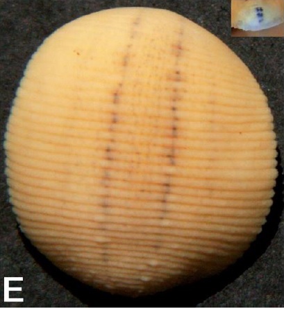 Sciency Thoughts: Glossiphonia balcanica & Dina prokletijaca: Two new ...