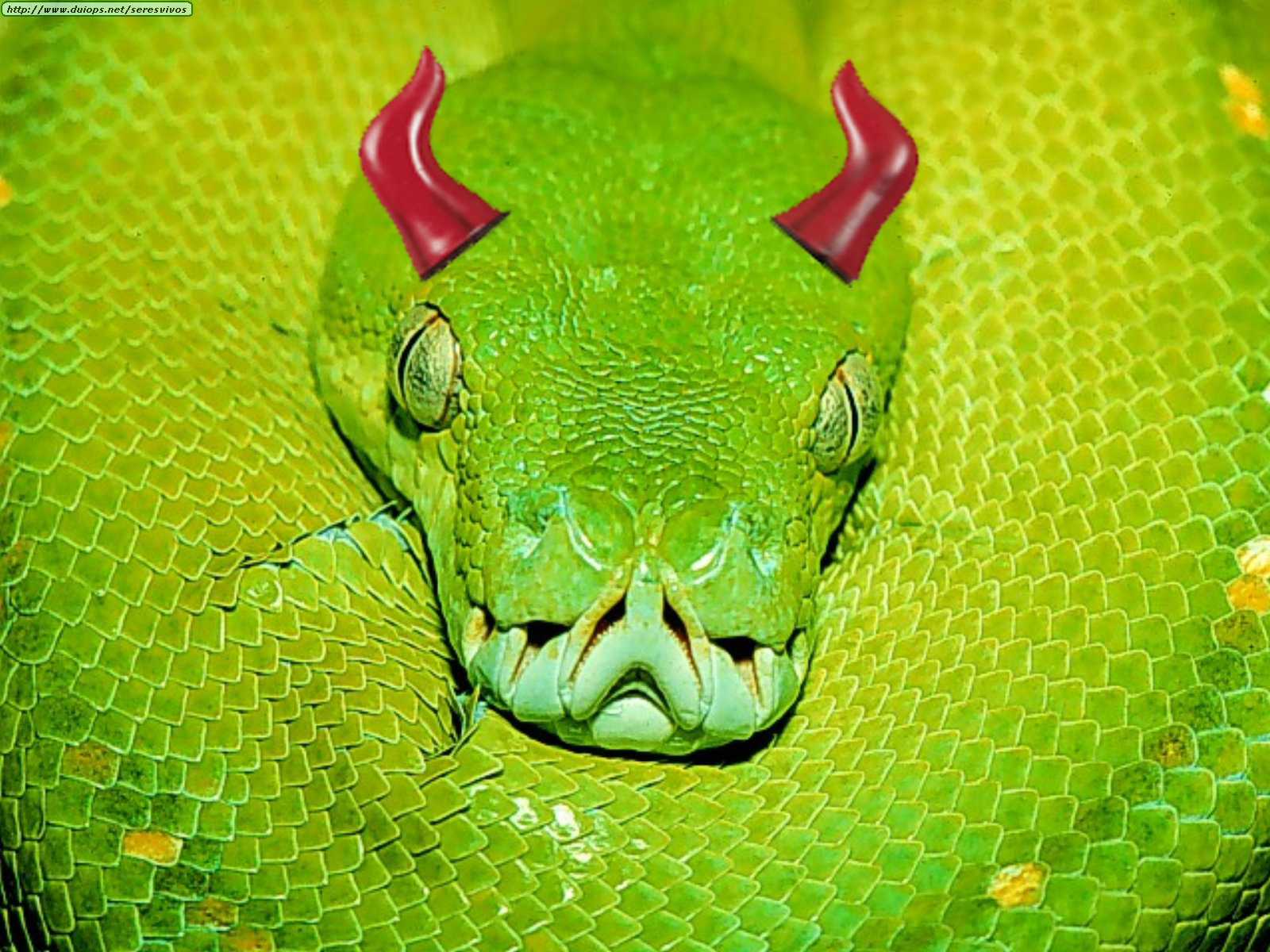 Anais & Inma: Ponerle los cuernos a un animal