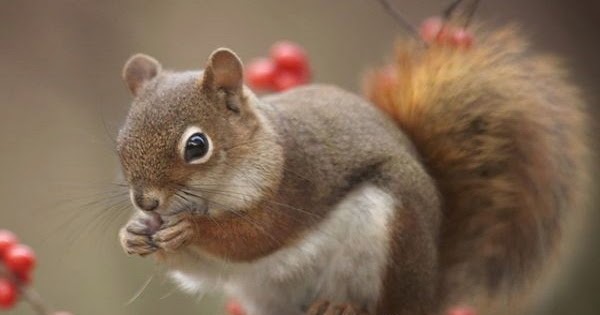 10 curiosidades sobre os esquilos