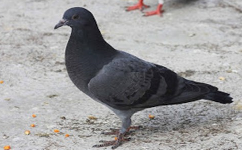 Cara mengetahui karakter merpati dengan warna bulunya - Den Family