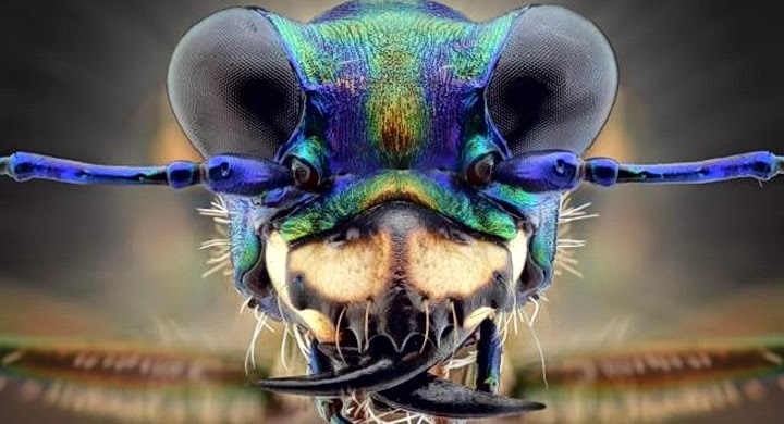 Farandula Digital ├: Fascinantes fotografías de caras de insectos