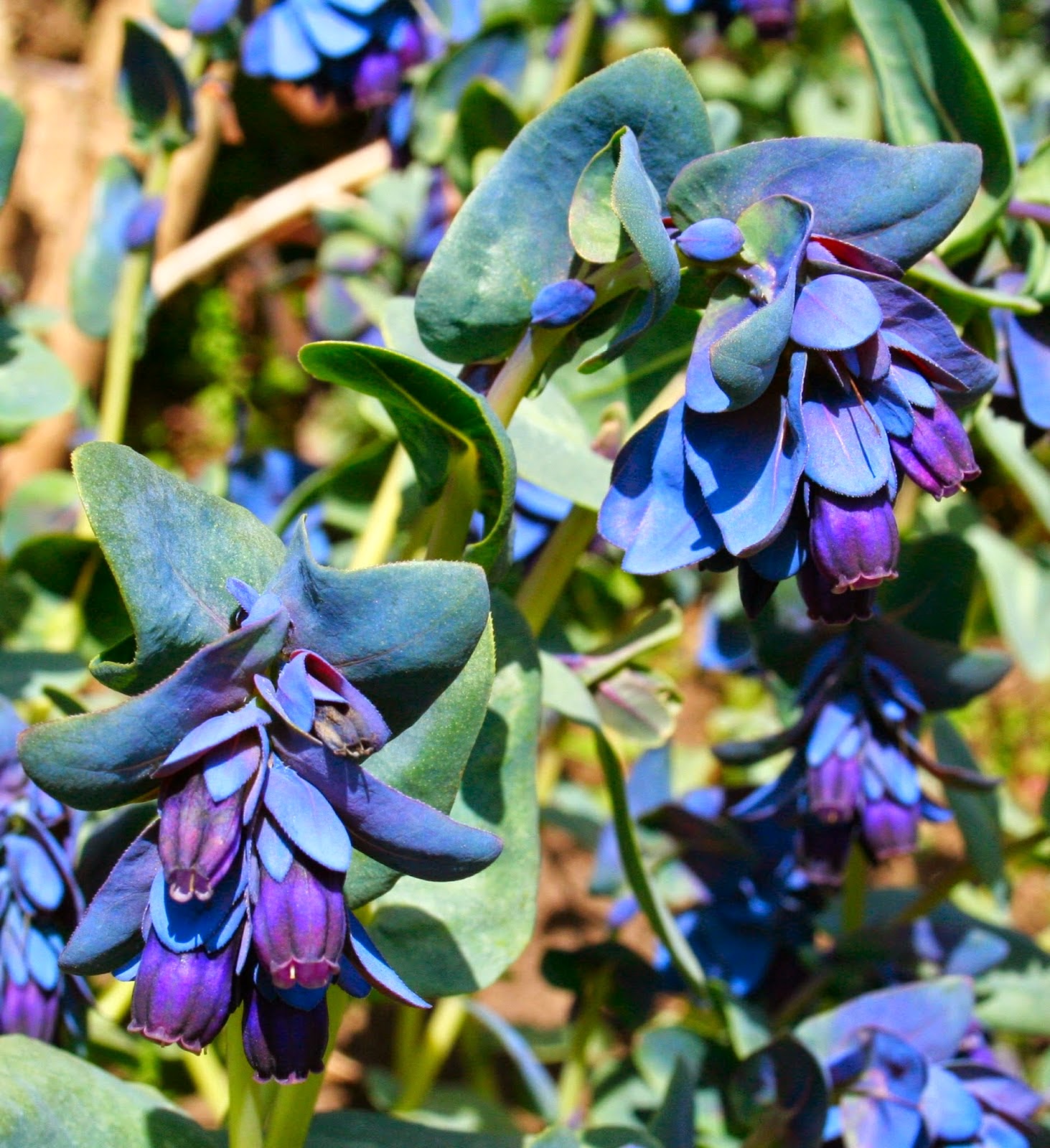 Seminte si plante de gradina hobby: Cerinthe major purpurascens