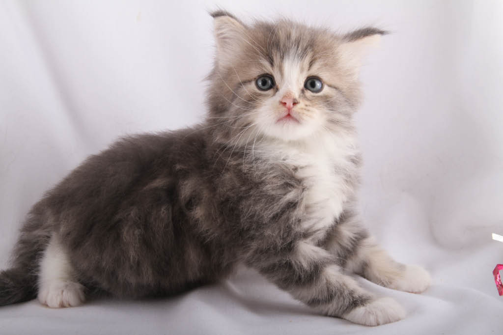 Alexandrite Siberians: Galina Kitten - Blue and White Tabby Boy