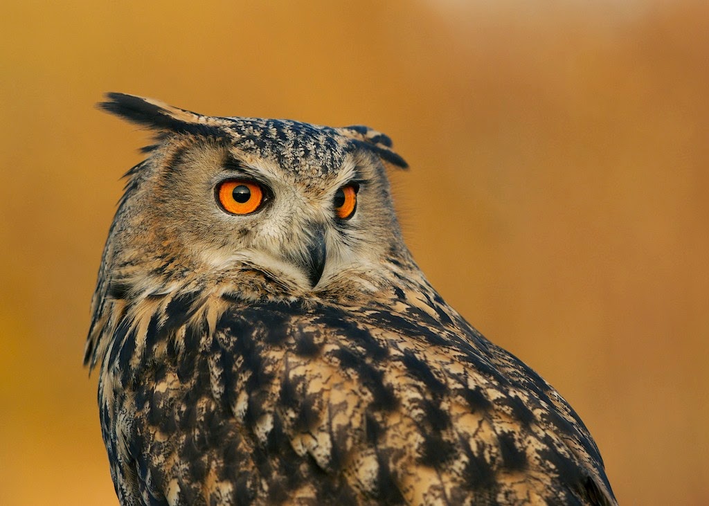Matt's Photos: European Eagle Owl