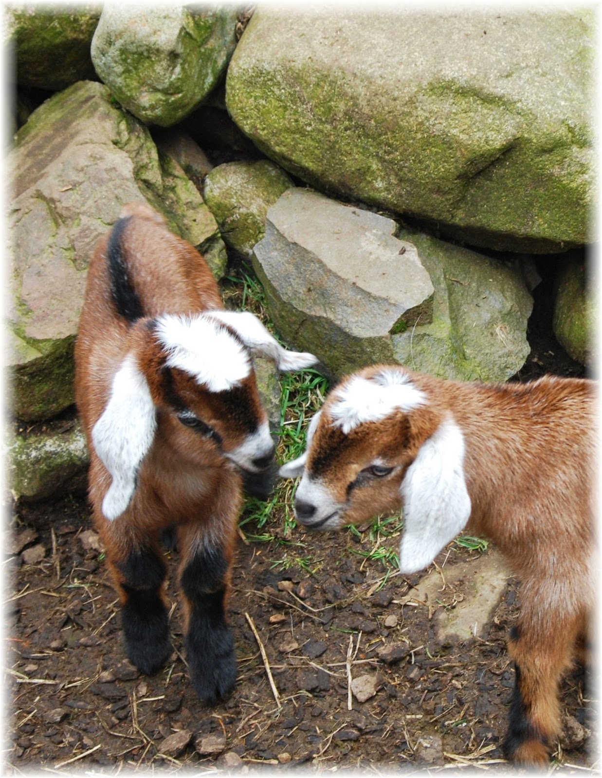 Applegarth Farm: Spring Goat Kids