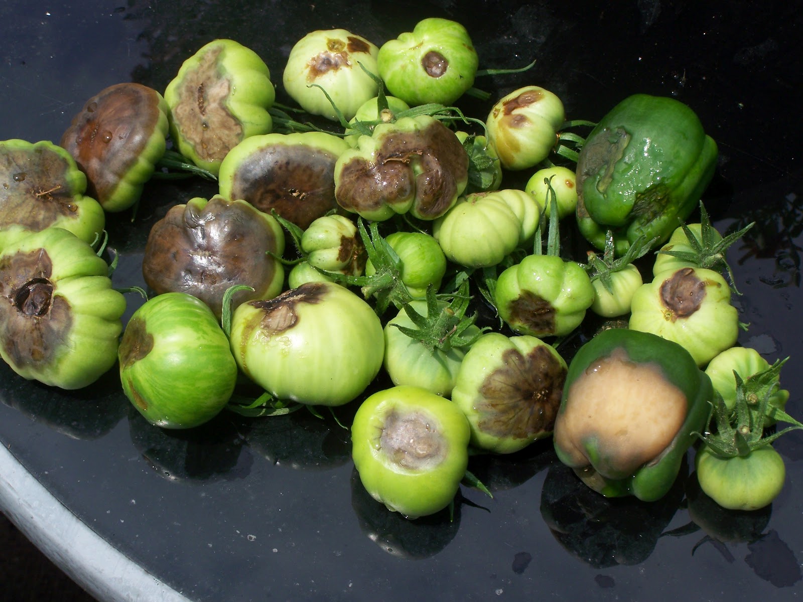 Captive Roots: Blossom End Rot