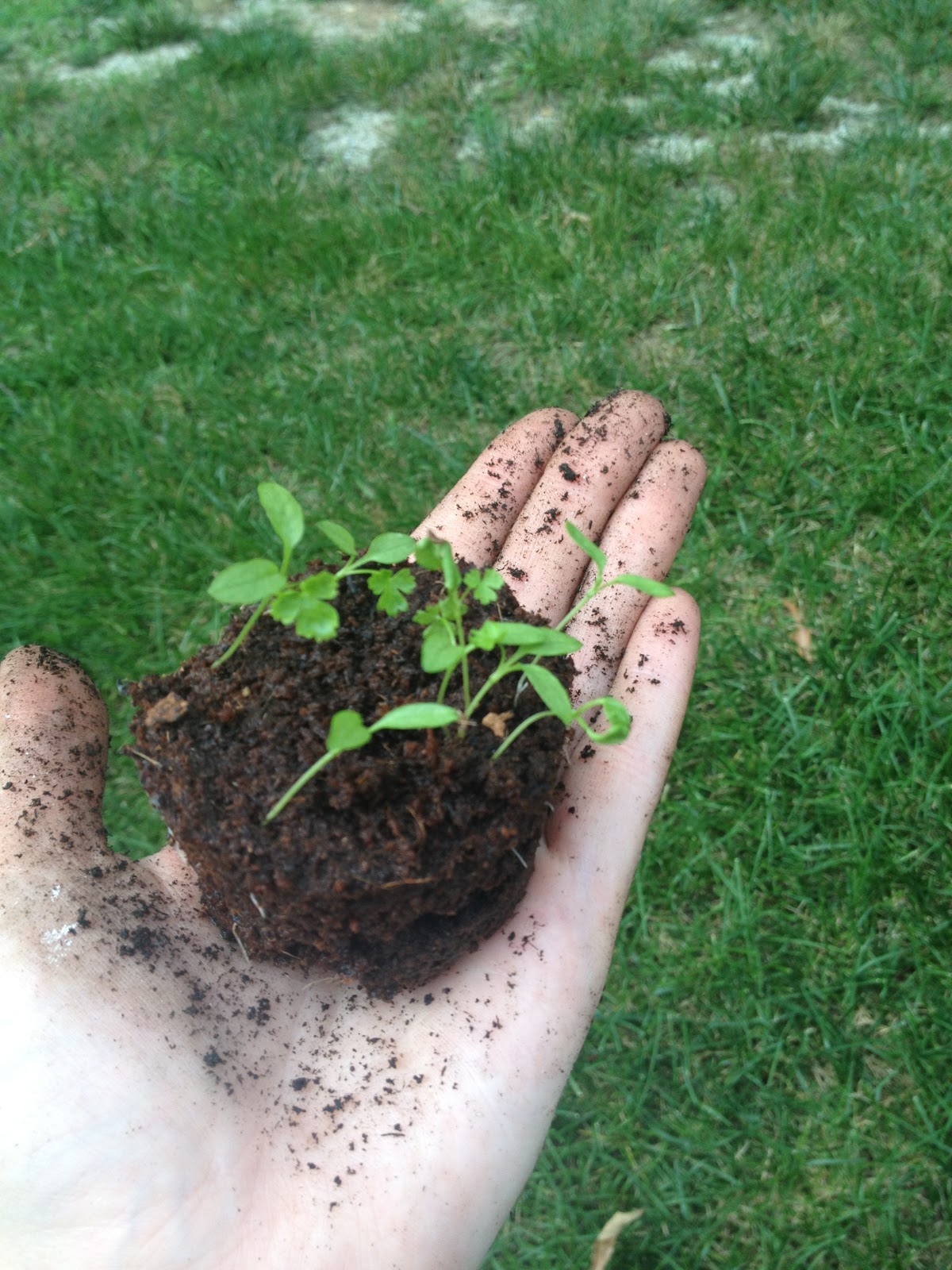 Starting Small and Growing Tall: Parsley from Seeds