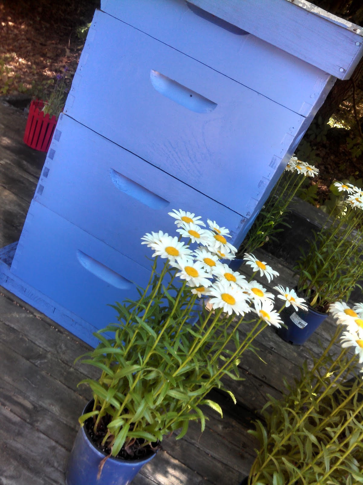 Blue Hive Journals: 2016