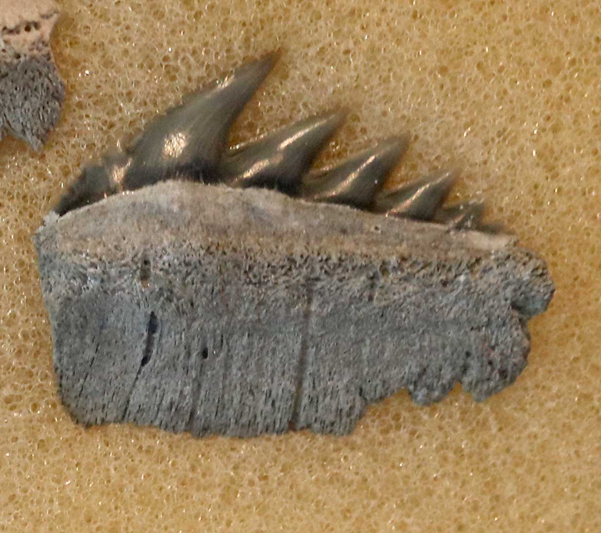 Louisville Fossils and Beyond: Notorhyncus primigenius Fossil Shark Teeth