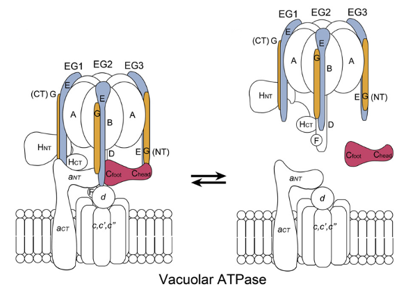 ATPasa Vacuolar