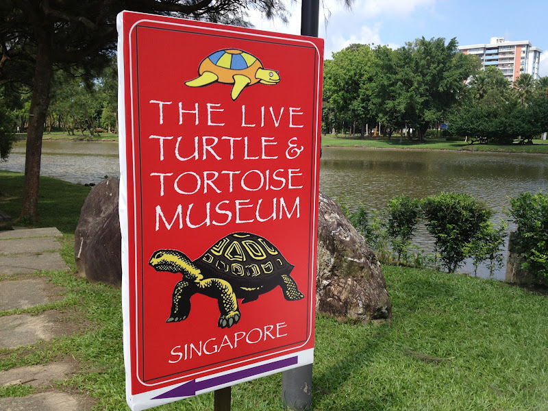 The Live Turtle & Tortoise Museum | The Family Travel Blog