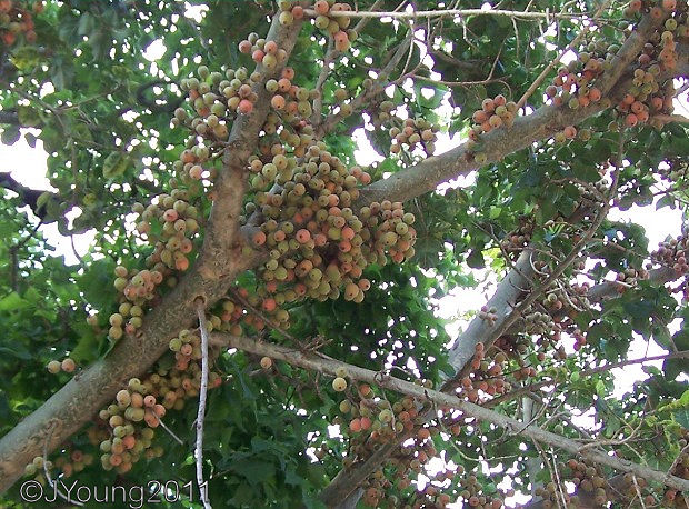 Natures World Of Wonder Cape Fig Ficus Capensis