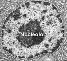 la celula y sus partes : NUCLEOLO