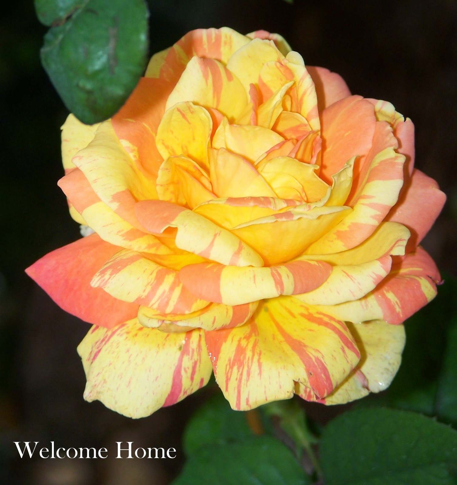 Welcome Home Blog: My Mom's Rose Bush