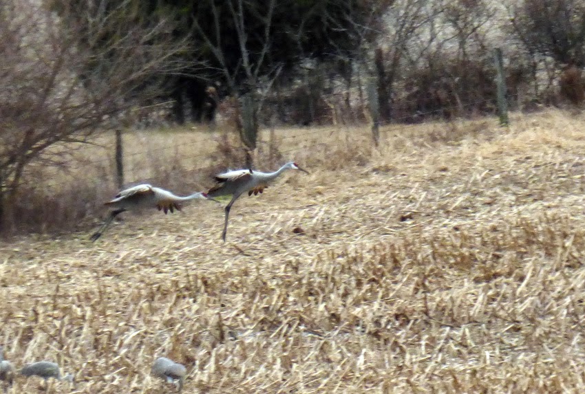 Life, Birding, Photos and Everything: Sandhill Cranes Kentucky Stopover