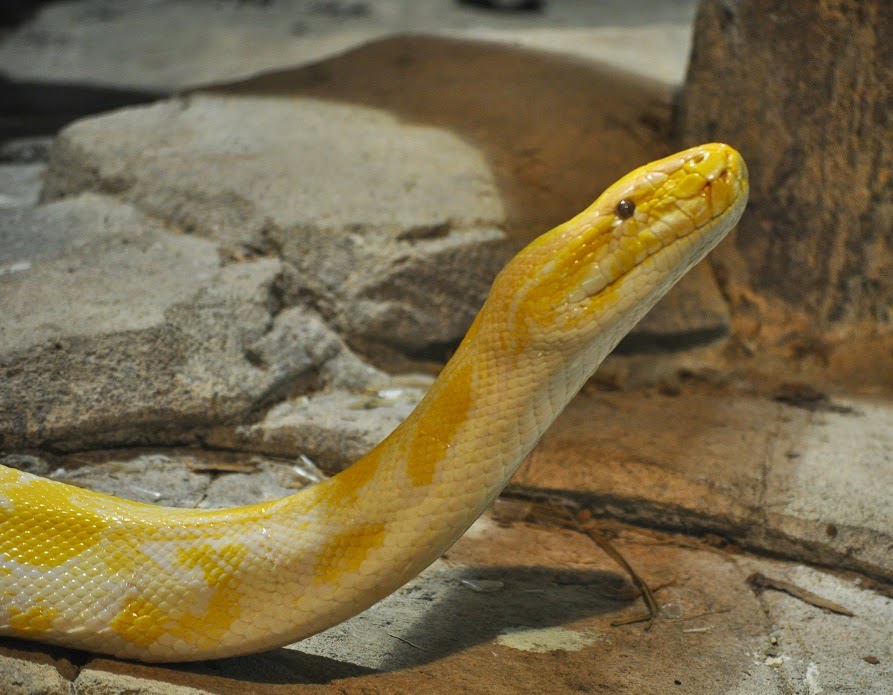 ZOOTOGRAFIANDO (6.057 ANIMALS): PITÓN DE BIRMANIA / BURMESE ROCK PYTHON ...