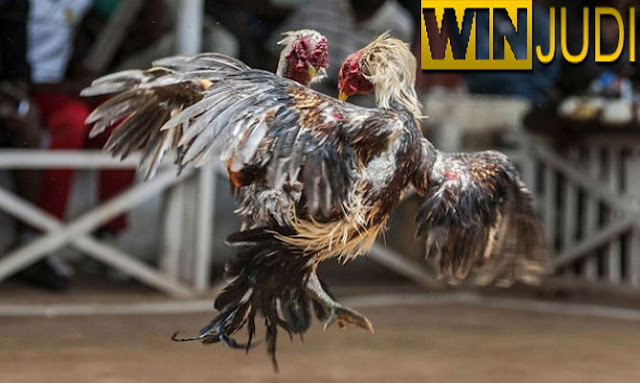Adat Adu Ayam Bali Sama Sabung Ayam S128 WINJUDI