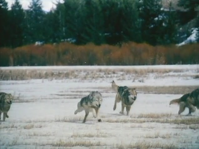 White Wolf : Wolves Omnitheater film - trailer