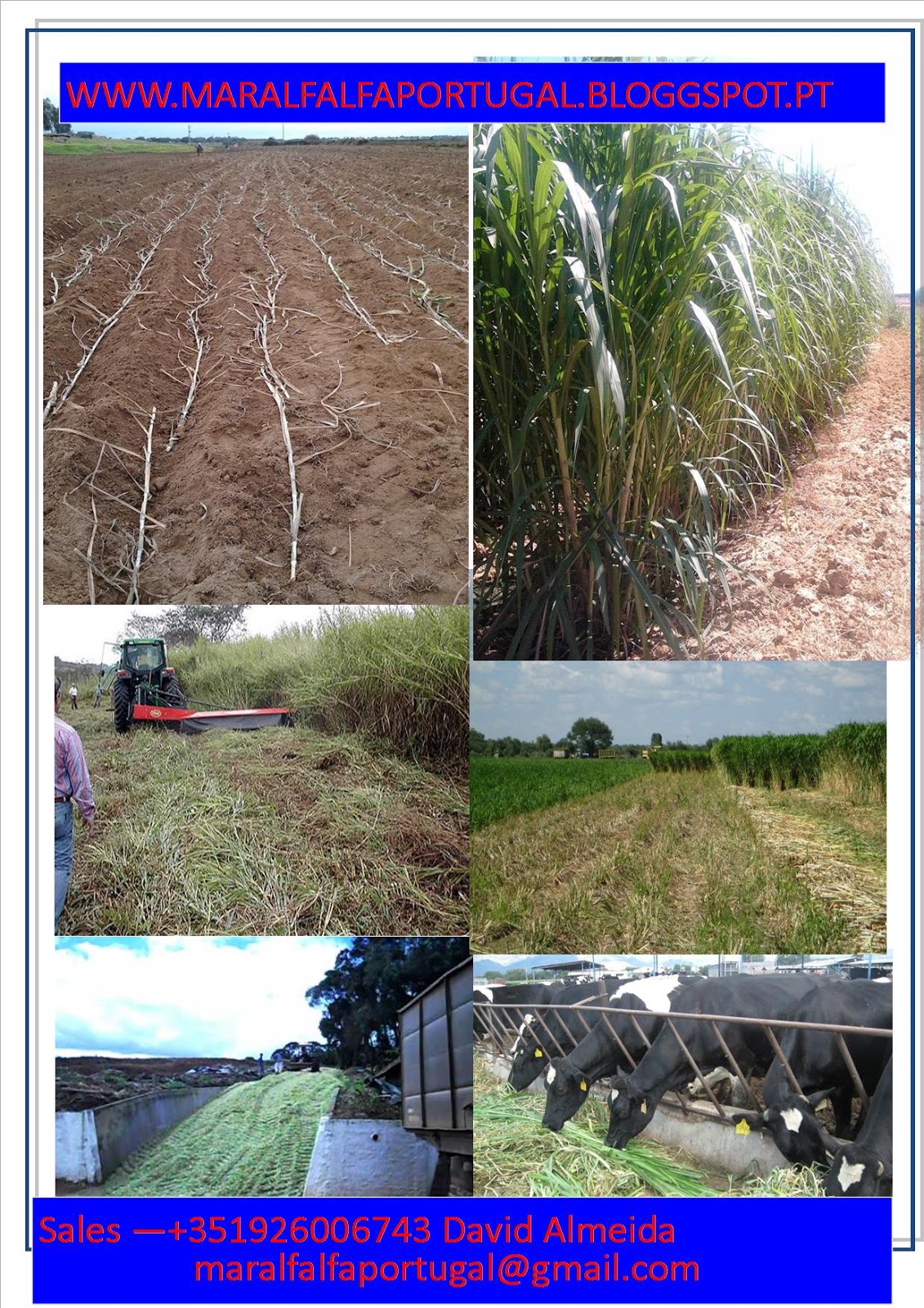 Maralfalfa & King Grass Portugal: 2015