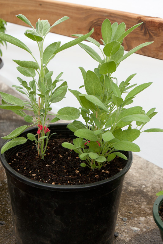 Broad-Leaf Sage ~ Adventures in Gardening Pohnpei, Micronesia