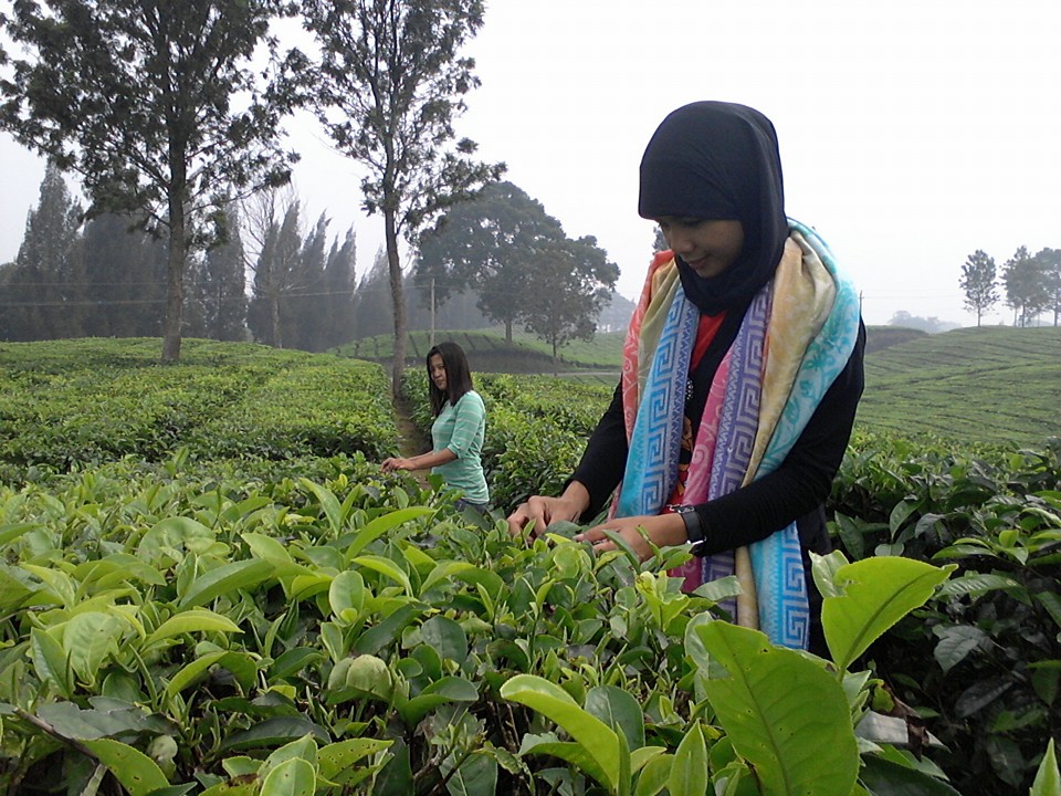 Wisata Kebun Teh Dan Pemandian Bahdam Sidamanik Sumatera Utara