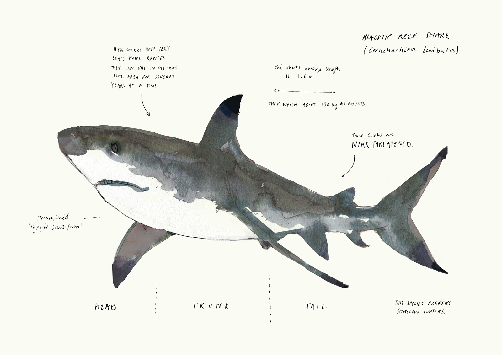 Studio Practice: Revised 10th Shark Print