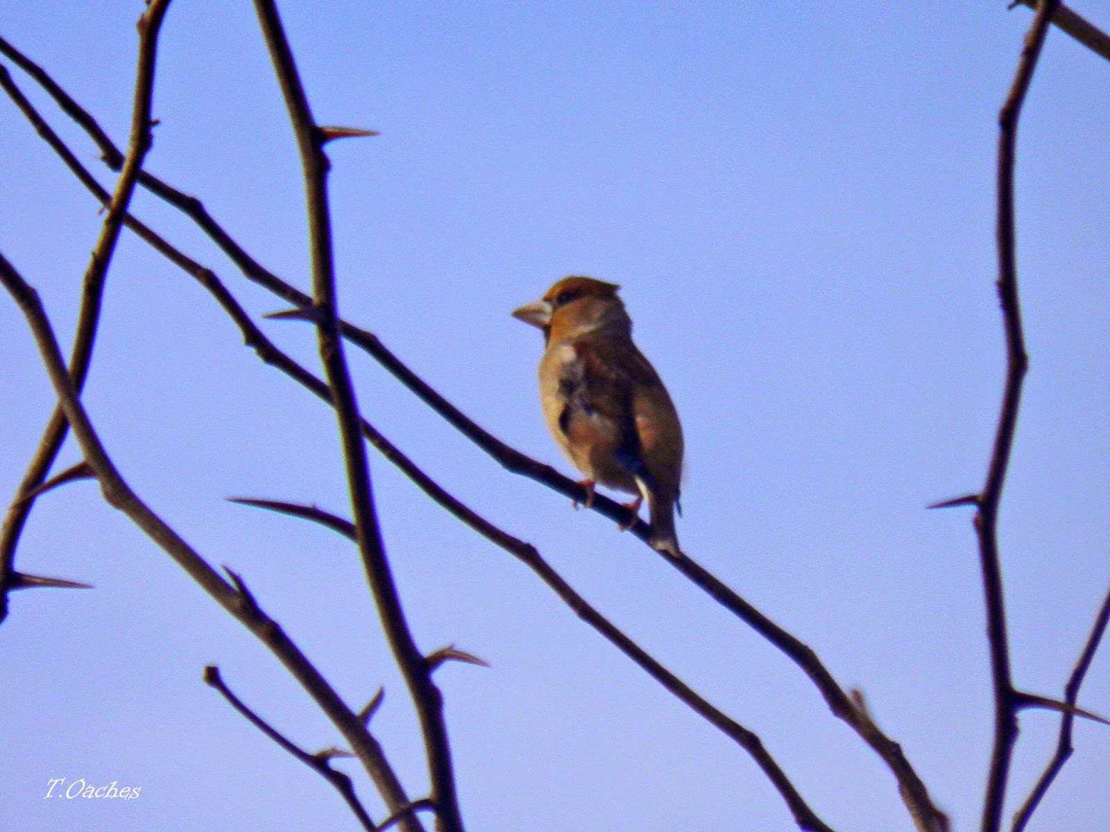 PASARI DIN ROMANIA: BOTGROS, Coccothraustes coccothraustes