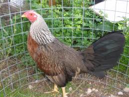 Gallos Y Galleros: Los Gallo Gallina.