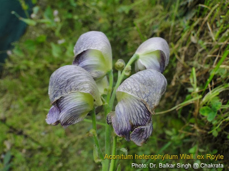 Medicinal Plants: Aconitum heterophyllum