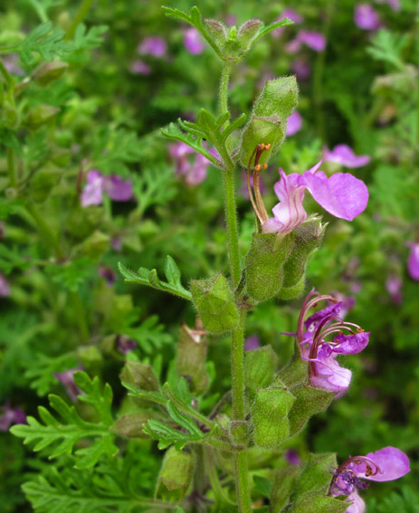 Les actualités du Monde de Lupa: Teucrium botrys, Germandrée botryde