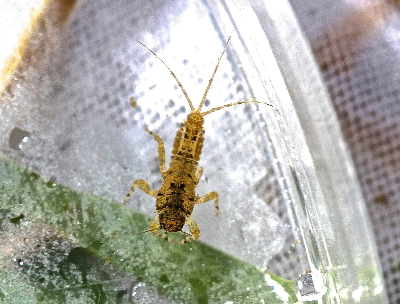 Aquatic Insects of Central Virginia: The Ephemerella (spiny crawler ...