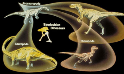 DINOSAURUS SAURISCHIA