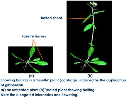 Senior Biology: Plant Responses