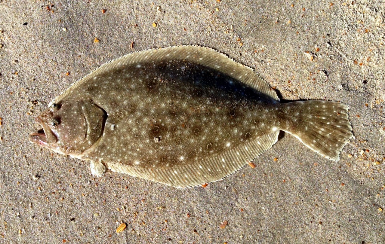 Top Water Charters Fishing Reports and News Beaufort Morehead City ...