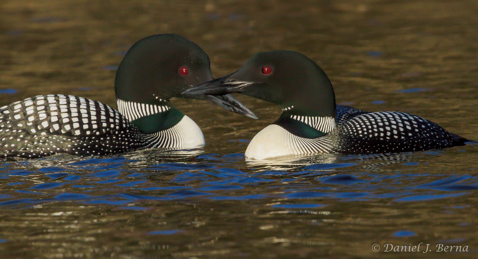 Daniel Berna Photography: Loon Pair