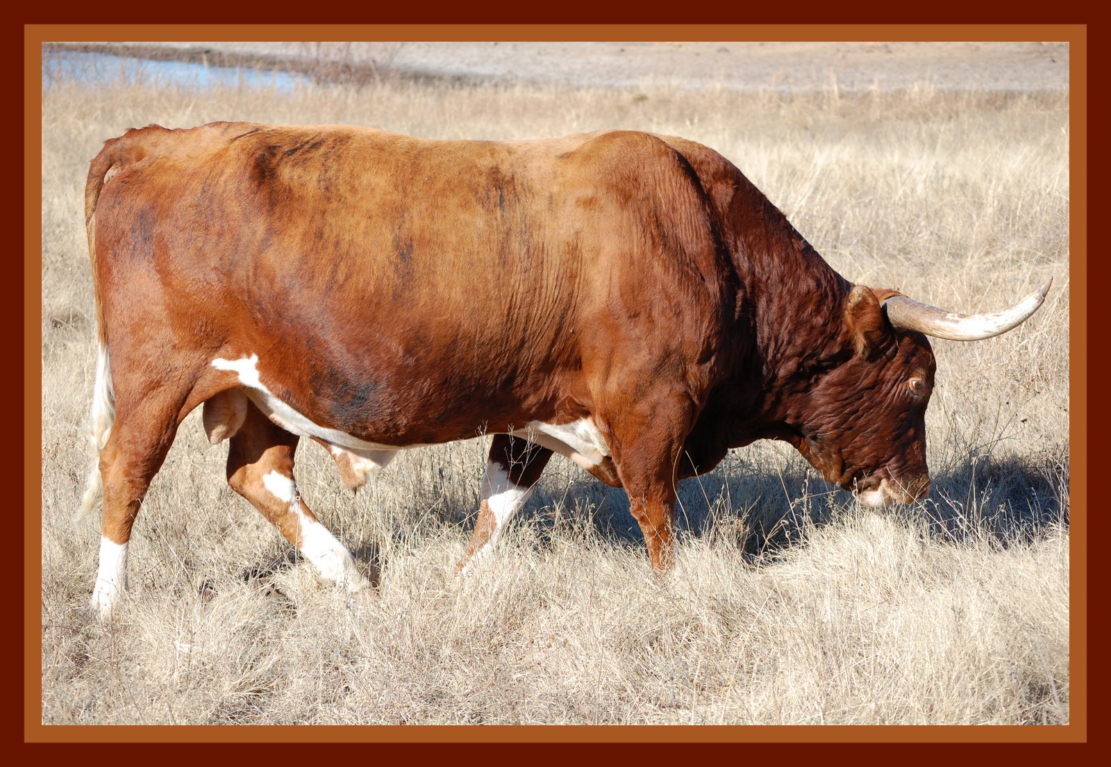 Shutterbugs Capturing the World Around Us: PRIZED CATTLE
