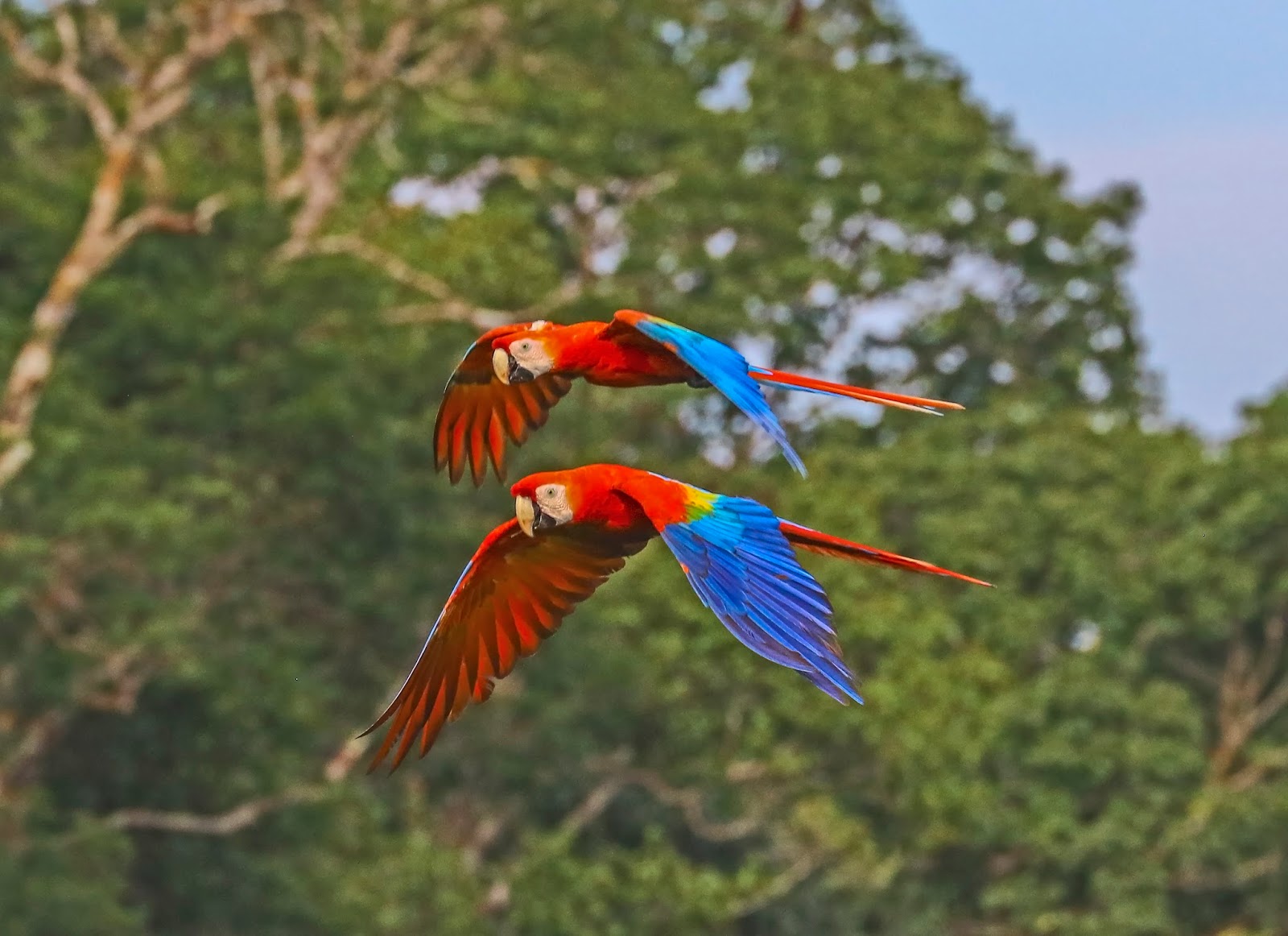 JORNAL DAS AVES e Peixes !: AVES FANTÁSTICAS DA AMAZONIA II