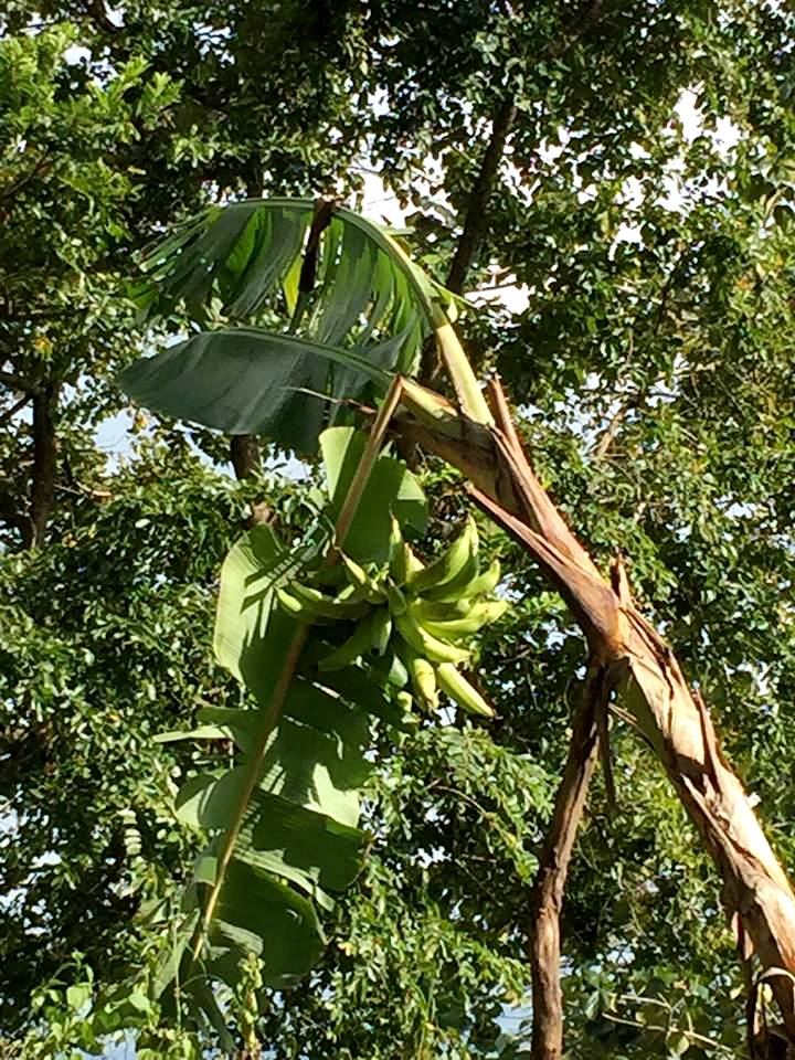 Philippine Food Illustrated: tindok